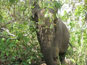 INTERVIEW WITH AN ELEPHANT – ANIMAL